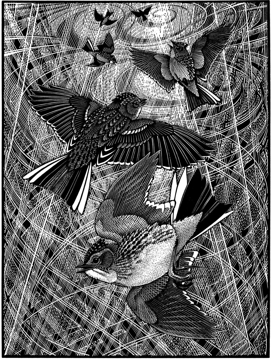 Colin See-Paynton - Of a Feather – an avian alphabet - 8-29 March 2025 ...