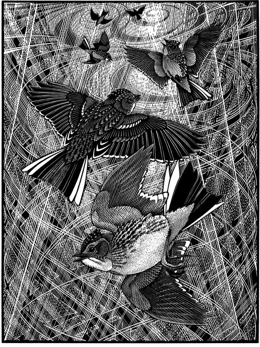 Colin See-Paynton - Of a Feather – an avian alphabet - 8-29 March 2025 ...