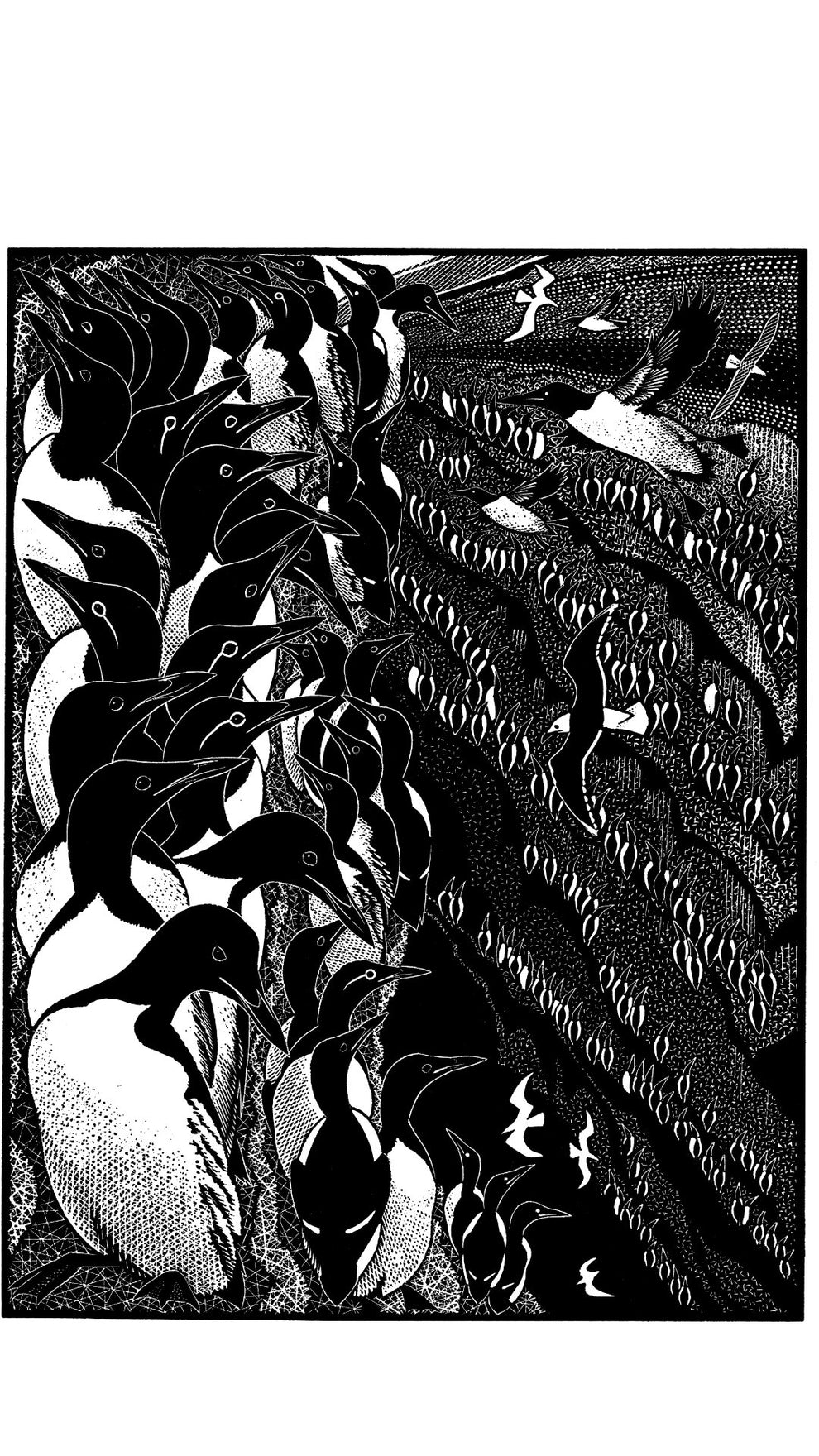 Loomery of Guillemots – Zillah Bell Gallery