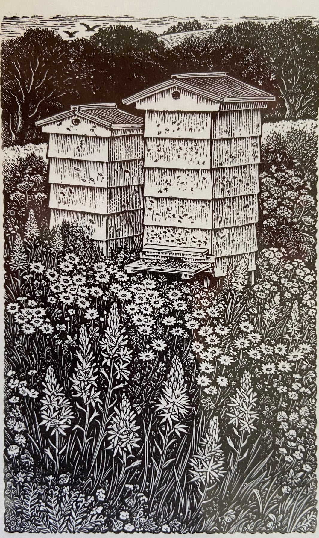 Sue Scullard – Zillah Bell Gallery